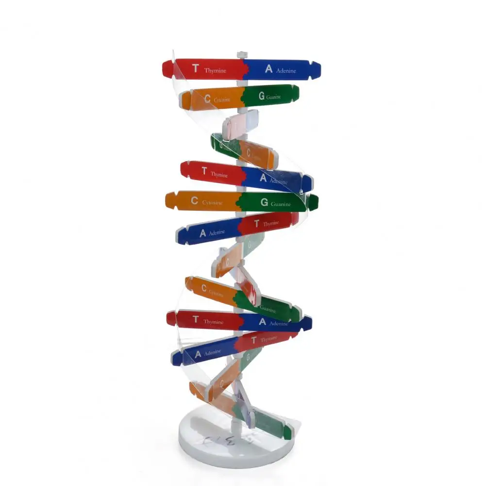 DNA-Models-Double-Helix-Structure-Teaching-Toy-ABS-Double-Helix-DIY ...