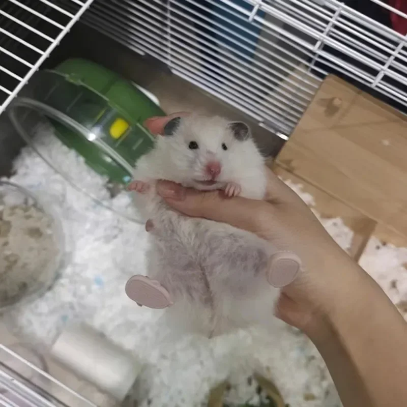 New-Cute-Hamster-Shoes-Slipper-Hamster-Shark-Slipper-Master-The-Same-To ...