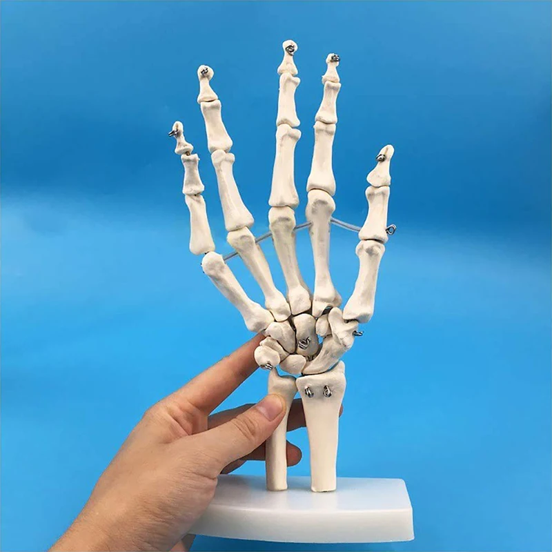 Hand-Joint-Model-Human-Hand-Anatomy-Model-Hand-Joint-Anatomical ...