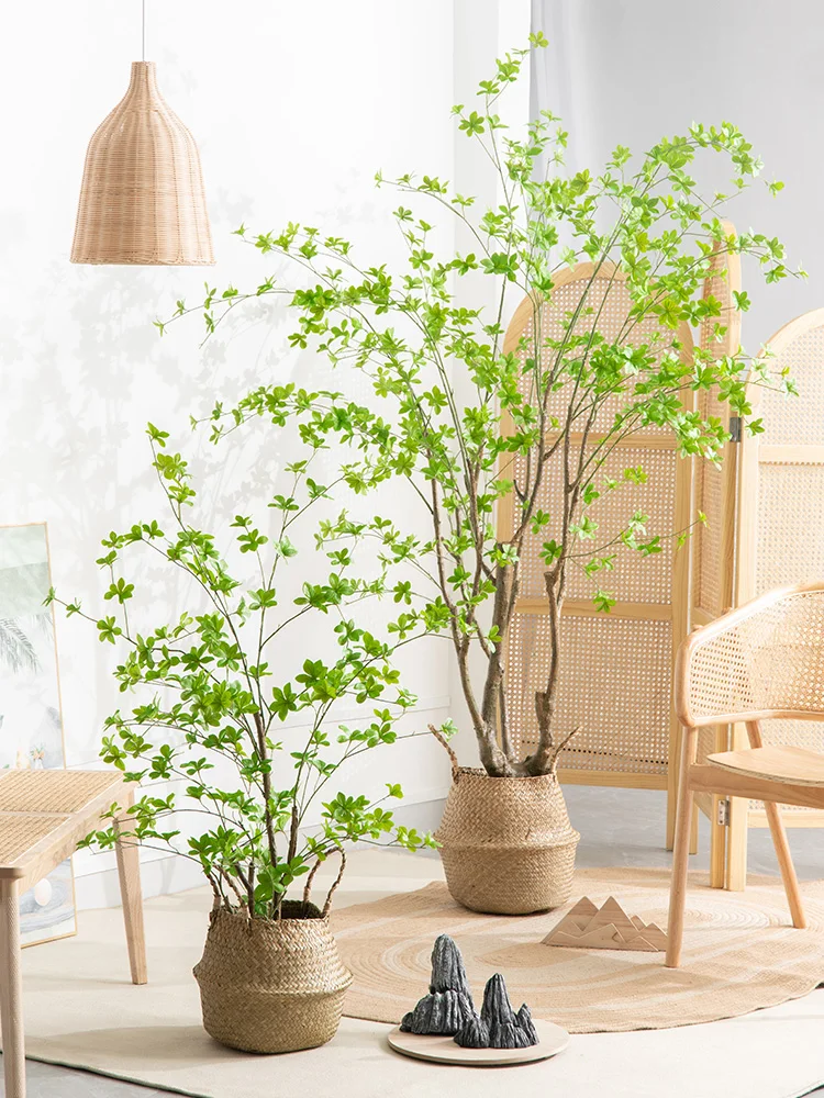 Japanese Office Plants