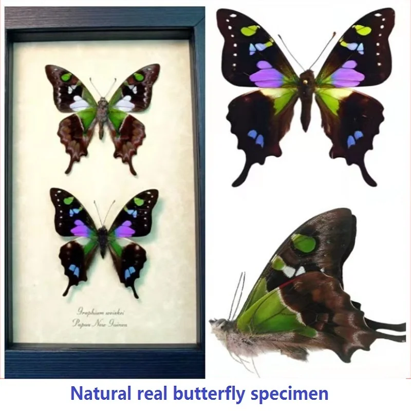 Natural real butterfly specimen insect specimen teaching specimen DIY ...