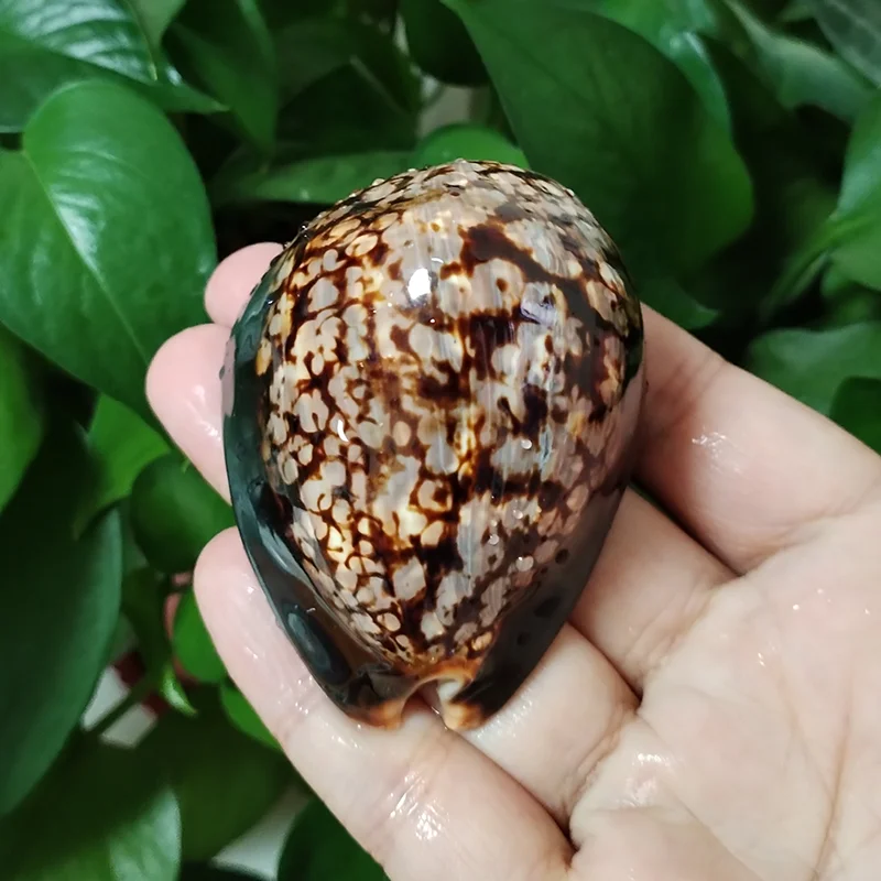 7-8CM-Humpback-Cowrie-Seahells-Tortoise-Shells-Shape-Conch-Natural ...