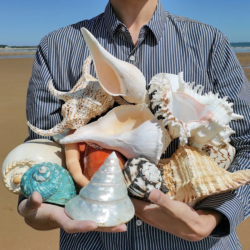 Oversized-Conch-Shell-Ornament-Home-Decoration-Native-Tank-Aquascape ...