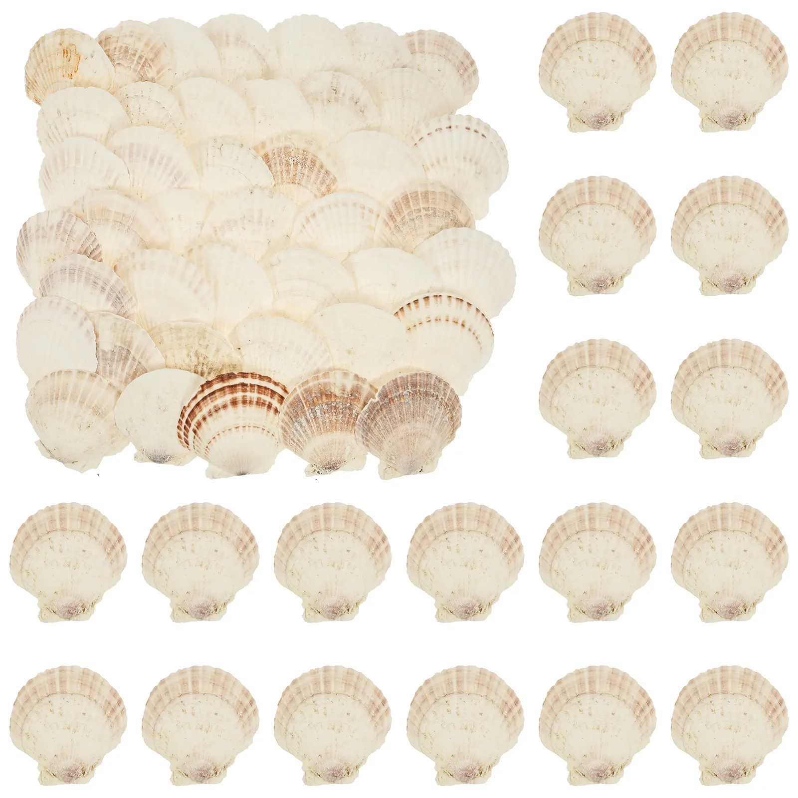 8/60Pcs Natural Scallop Seashells 4-5 inch for DIY Painting Projects ...