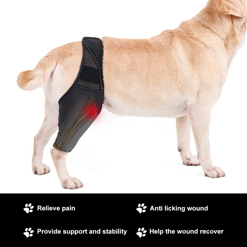 How To Help A Dog With A Hurt Knee