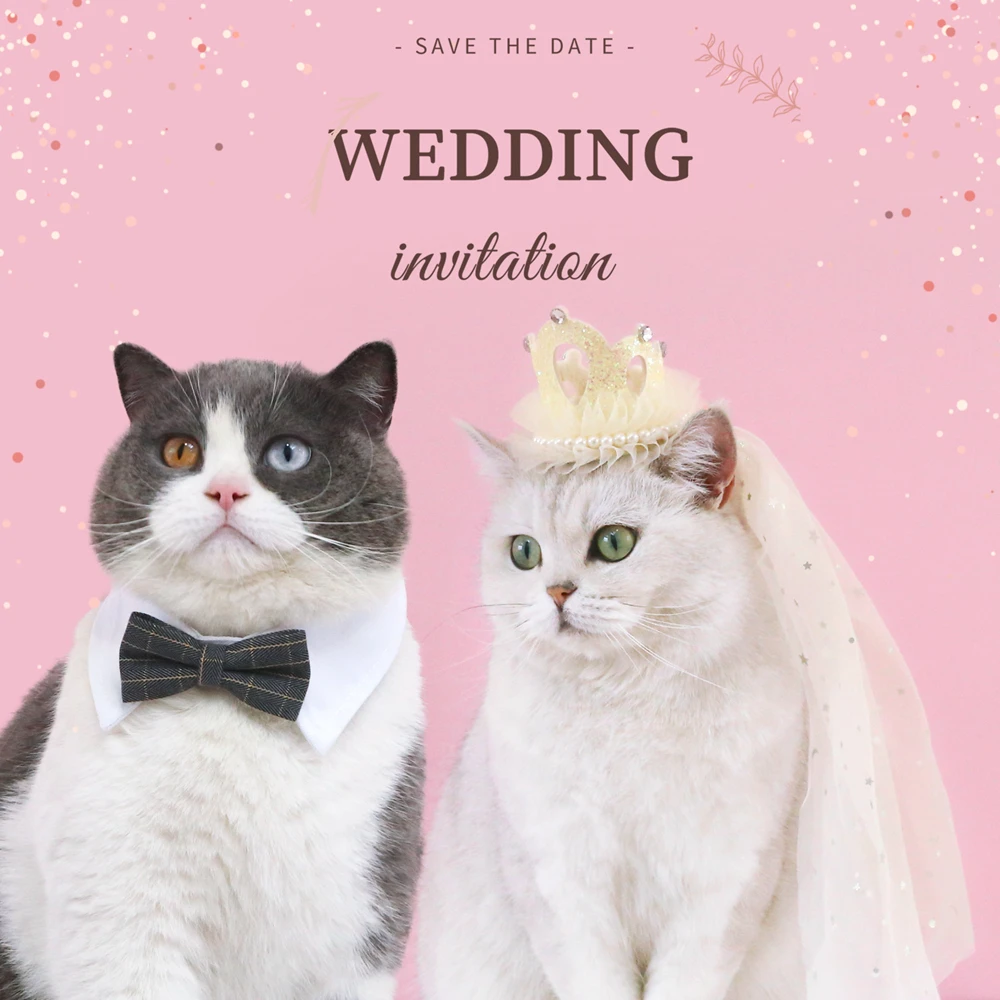 Cat Bride