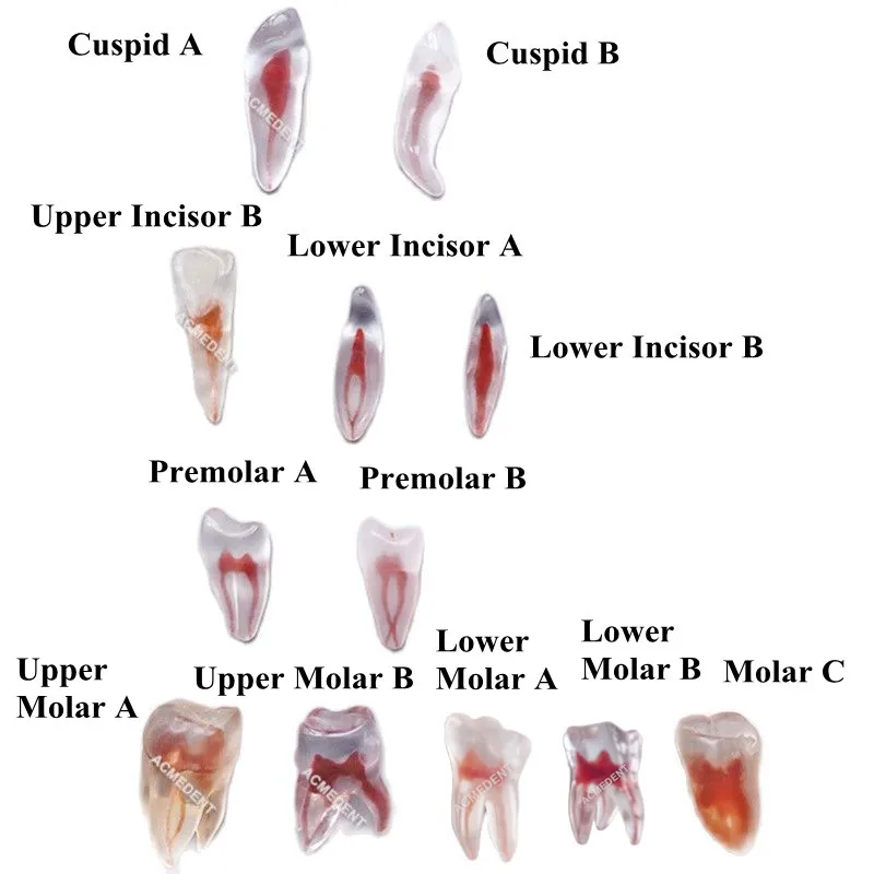 Dental-File-Blocks-Practice-File-Block-Root-Canal-Training-Replicas-RCT ...