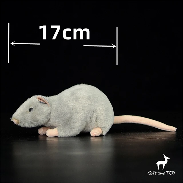 Pet Rat Toy Ideas
