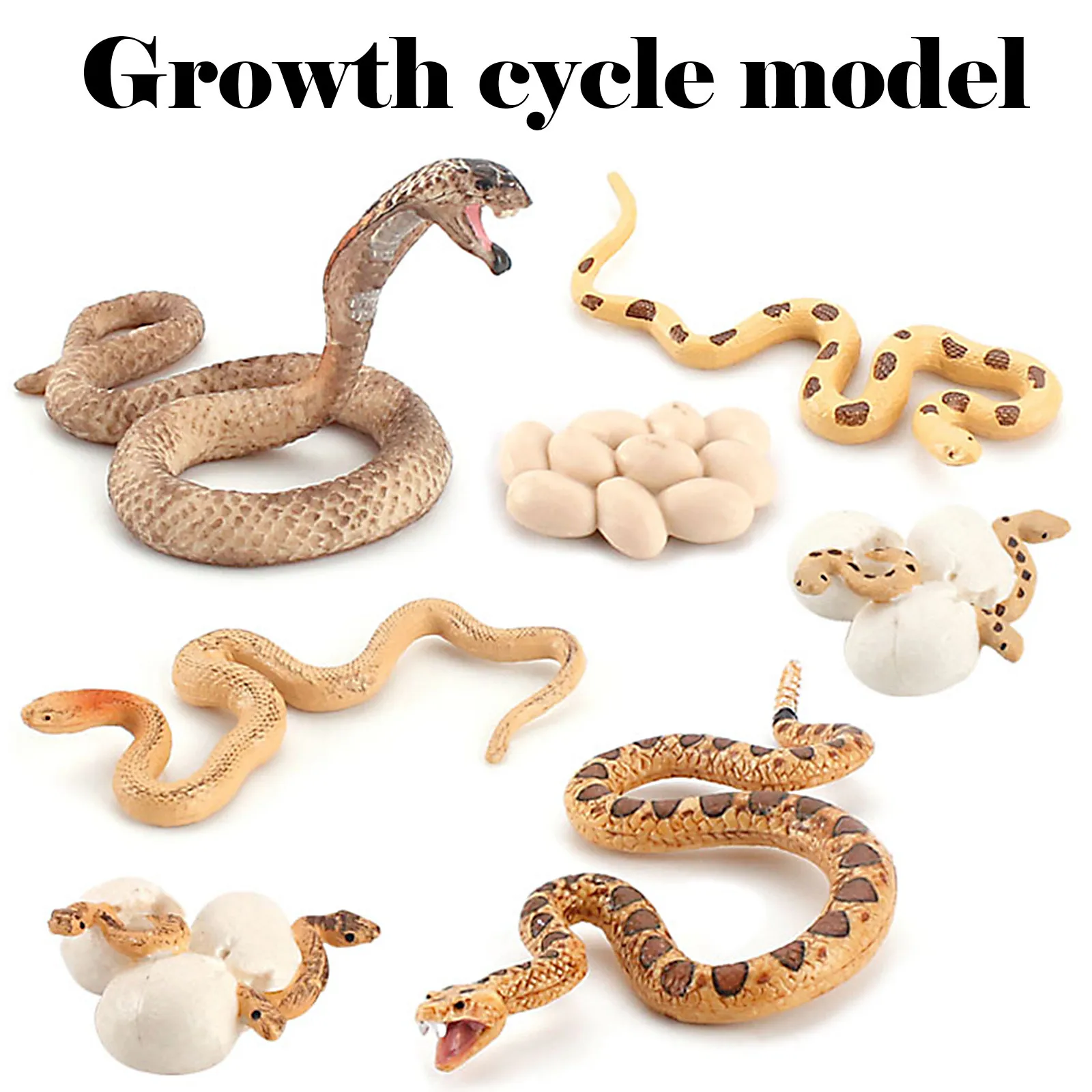 Life Cycle Of A Snake