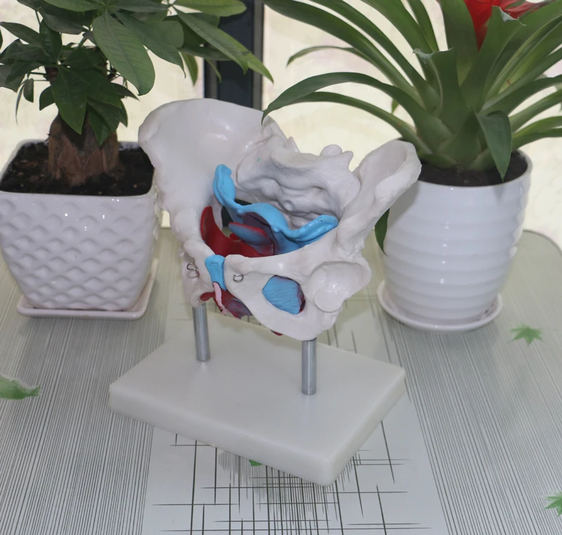 Female-Pelvic-Muscle-Model-With-Pelvic-Floor-Female-Pelvic-Model-Pelvic ...