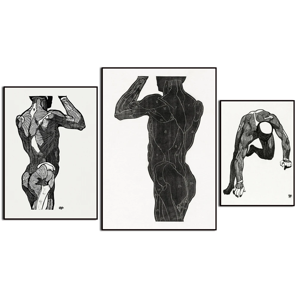 Back Muscles Man Drawing