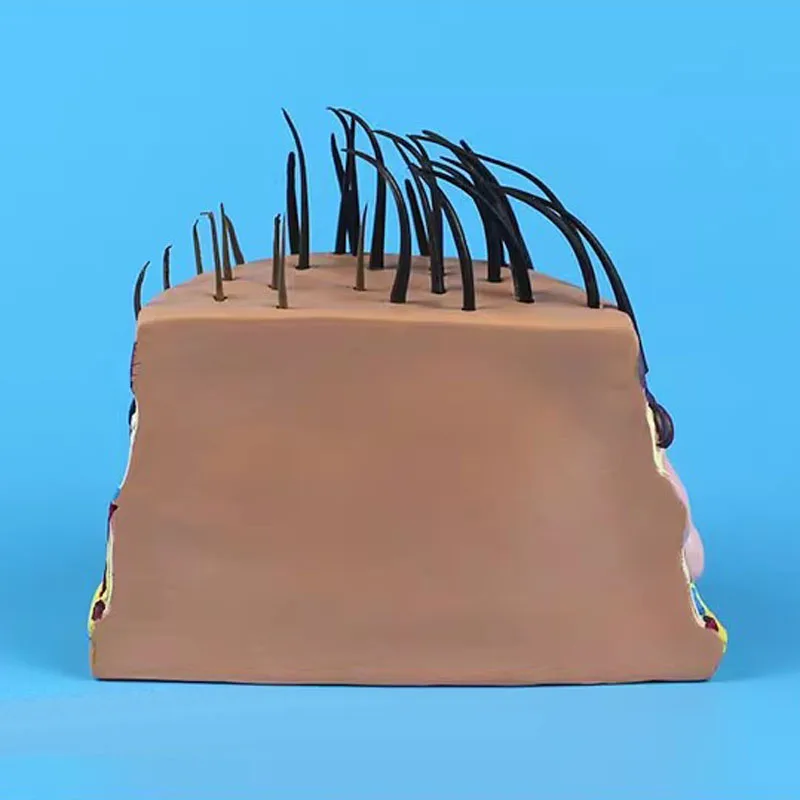 Hair Growth Process Hair Follicles Amplification Human Skin Anatomy ...