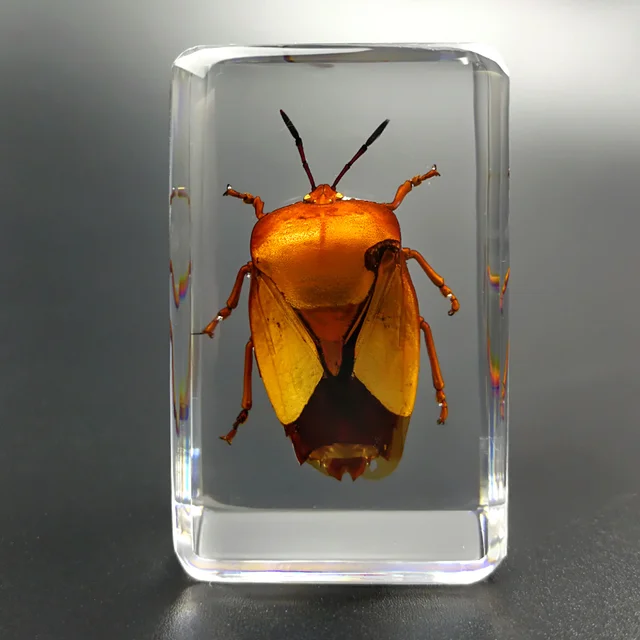 Real Insect Specimen Scorpion Spider Wasp Beetle Transparent Resin ...