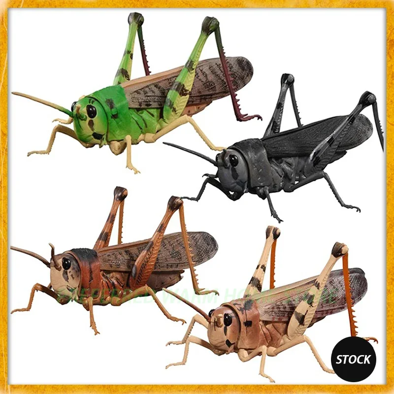 In-stock-Japanese-Gashapon-Egg-Big-Biological-Map-Of-locust-grasshopper ...