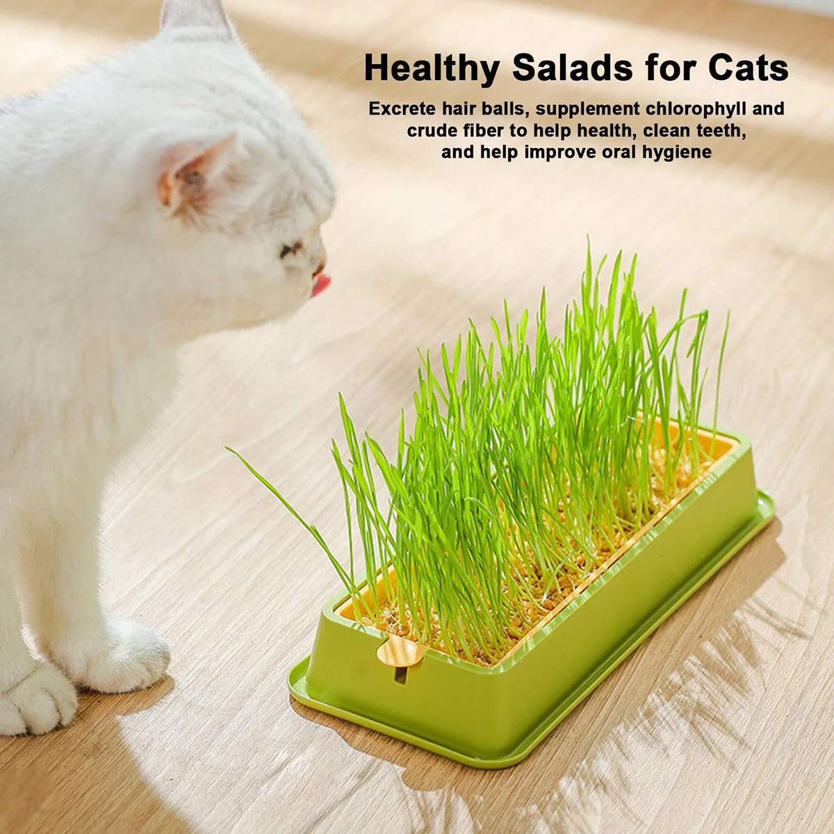 Cat-Grass-Potted-Cat-Grass-Seed-Set-Earthless-Hydroponic-Wheat-Seed-Cat ...