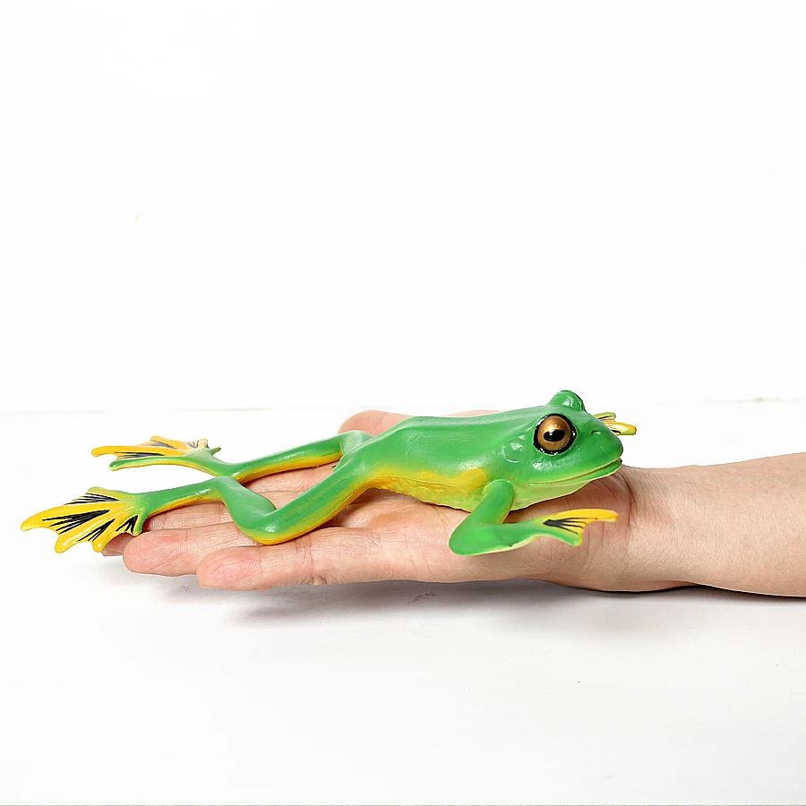 Red Eyed Tree Frog Tadpole