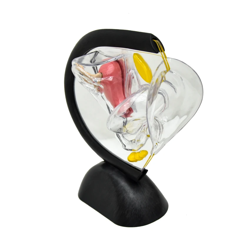 Female-Reproductive-System-Model-Transparent-Uterus-Model-Female ...