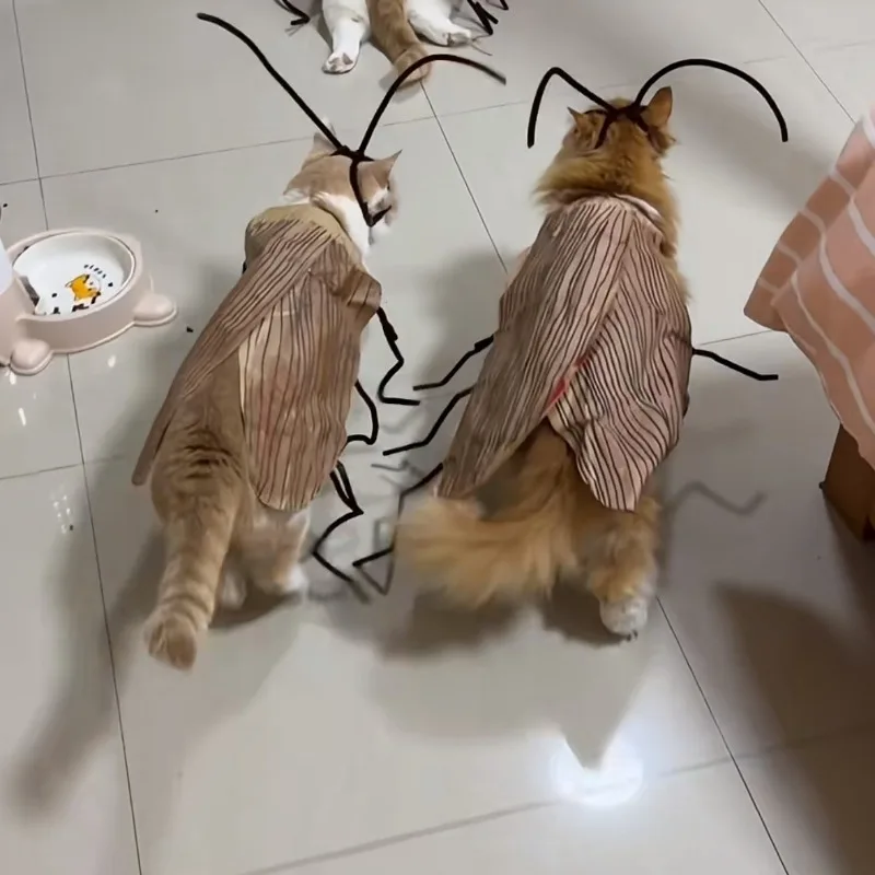 Pure Heart Cockroach"&"Spicy Hot"Funny Cat Clothes,DIY Handmade Striped ...