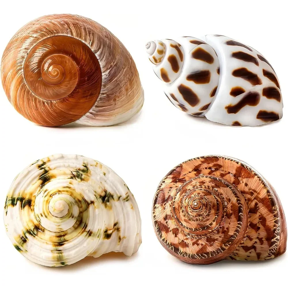 4pc-Seashell-Large-Hermit-Crab-Shells-2-3-5Inch-Natural-Hermit-Crab ...