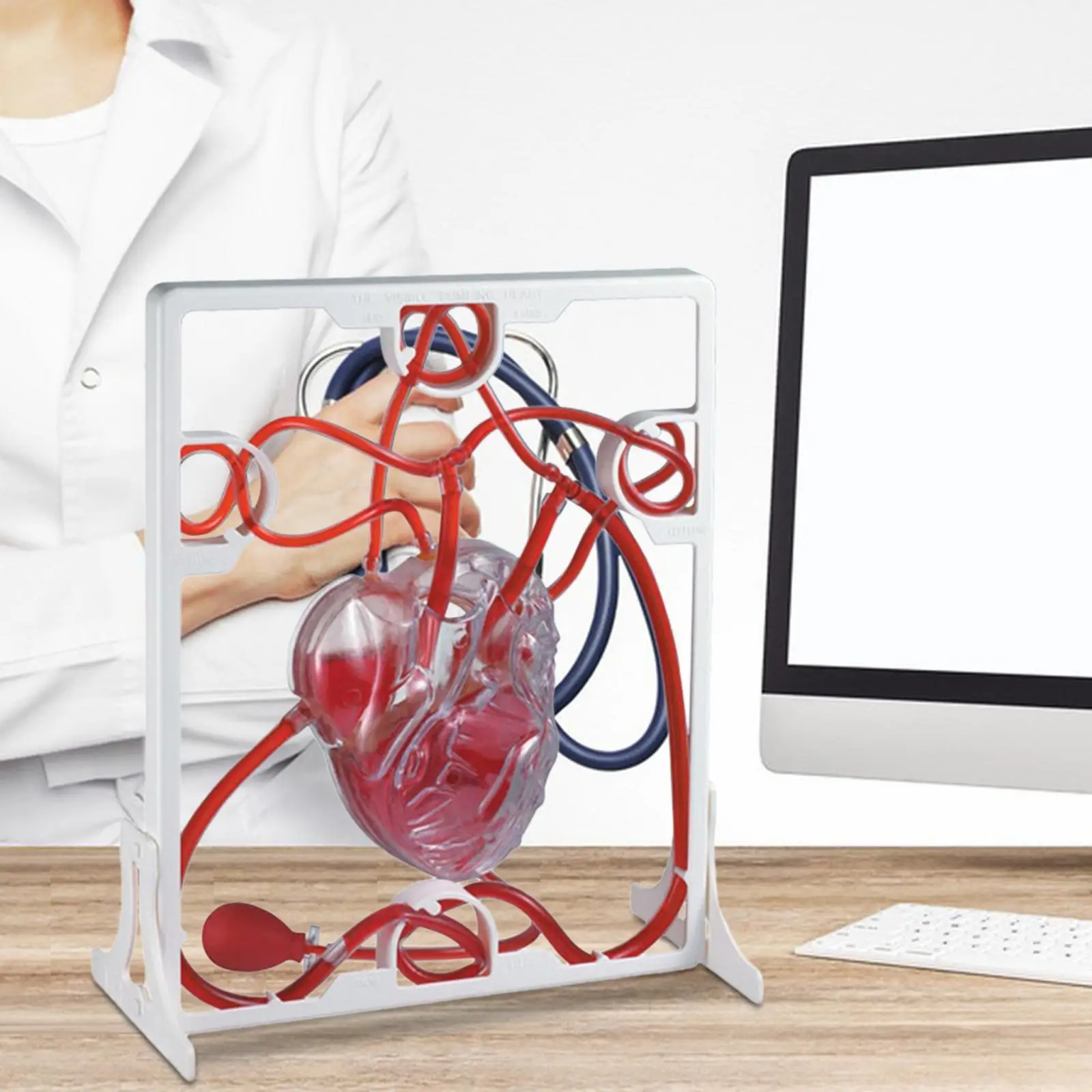 Blood-Circulation-Model-Teaching-Tool-Simulation-Science-Experiment-Teaching-Supplies-Children ...