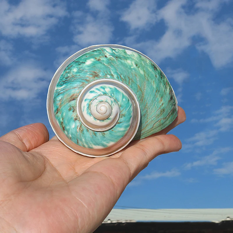 9 11cm natural pérola espiral concha coral coleção aquário mediterrâneo ...