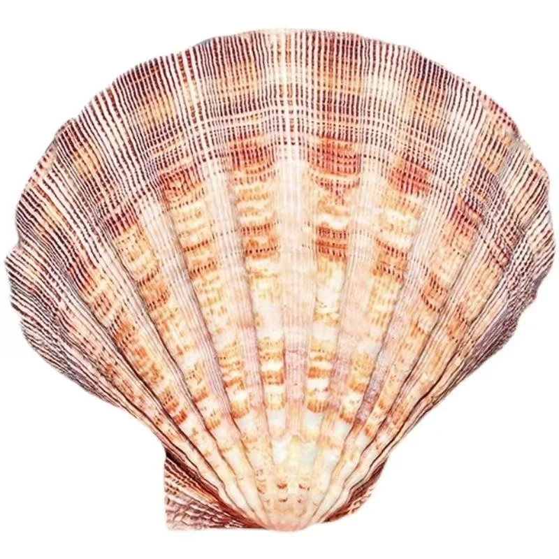 Lion-Claw-Oversized-Natural-Shell-Thick-Scallop-Aquarium-Landscaping ...