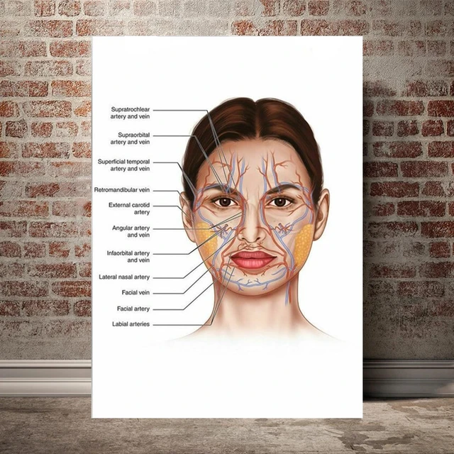 External Face Anatomy