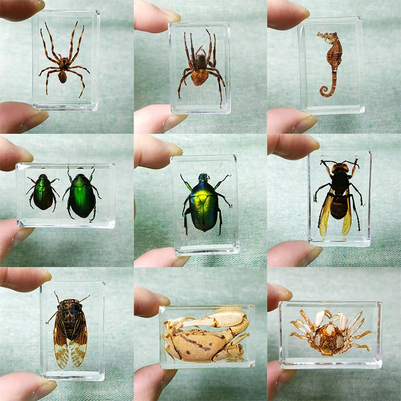 Real-Insect-Specimens-Are-Wrapped-In-Resin-Desktop-Decoration-Insects ...