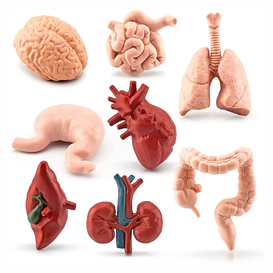 8PCS-Mini-Simulation-Human-Body-Organs-Parts-Sets-Model-Figure ...