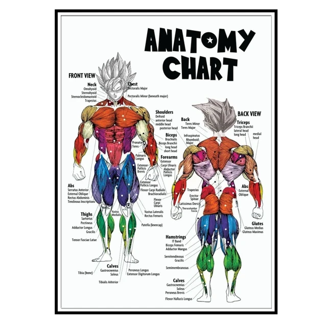 Hd Muscle Graph