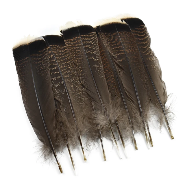 Indian Eagle Feathers