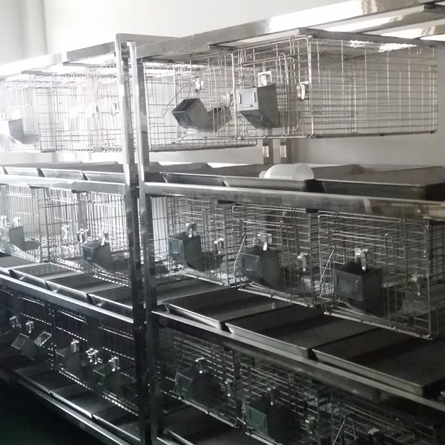 Everything You Need to Know About Laboratory Mouse Cages for Reliable ...