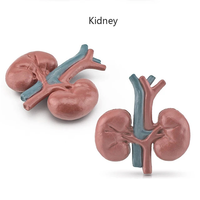 8Pcs Simulation Human Torso Body Organ Miniature Anatomy Organs Model ...