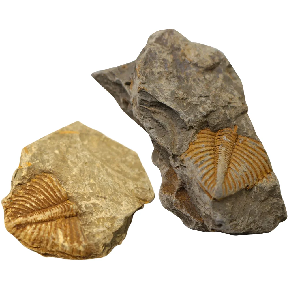 Paleontology Fossils