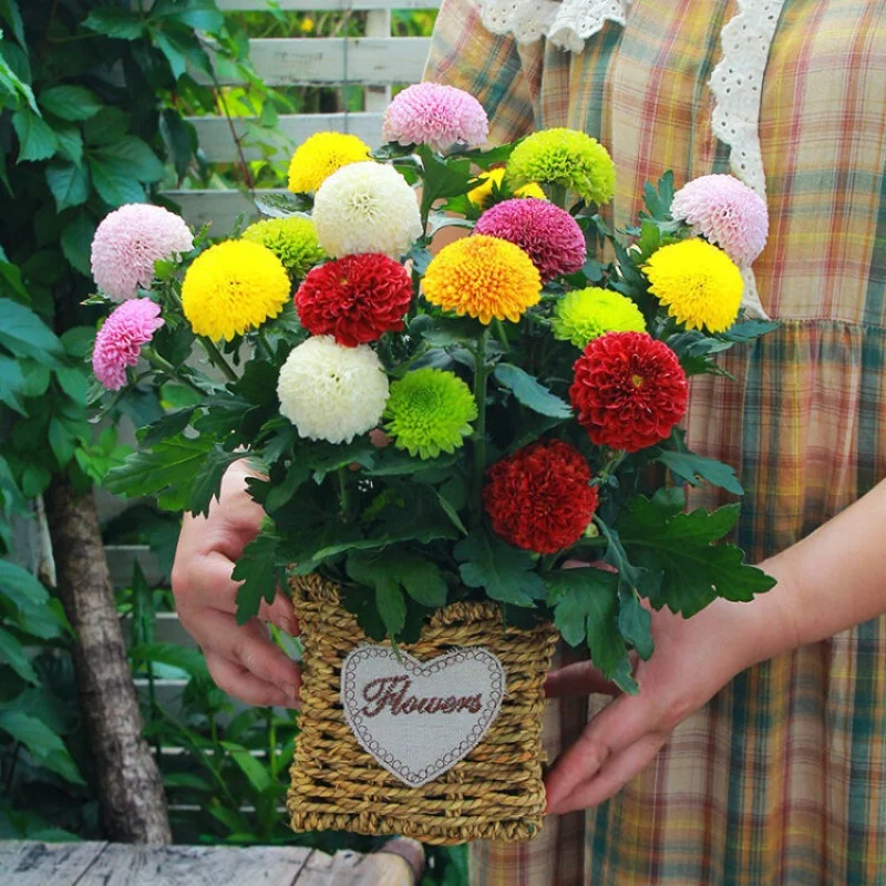 8 Styles 20pcs Ping-pong Chrysanthemum Seeds Four Seasons Easy To Kind ...
