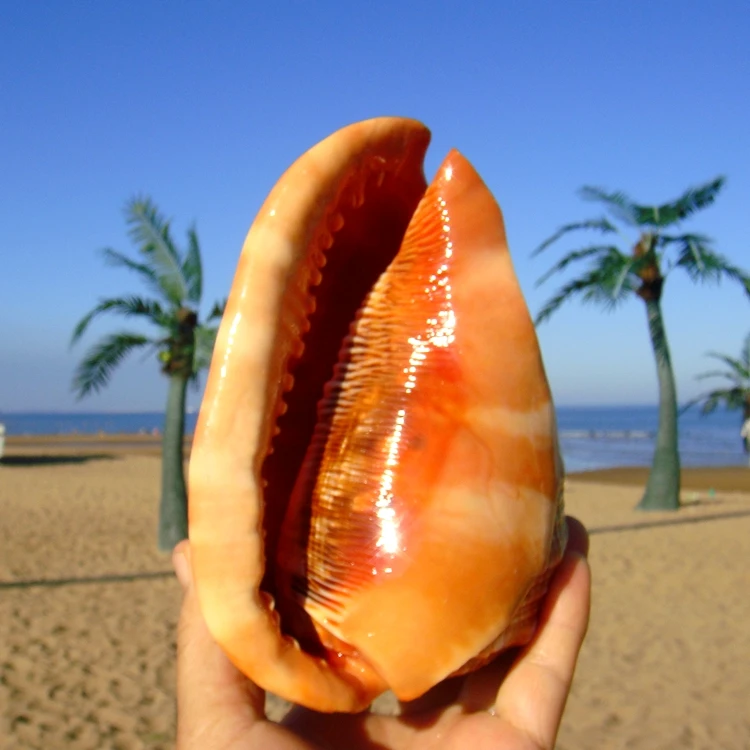 Cypraecassis-Rufa-Conch-Shell-Small-Gift-Fish-Tank-Landscape-Aquarium ...