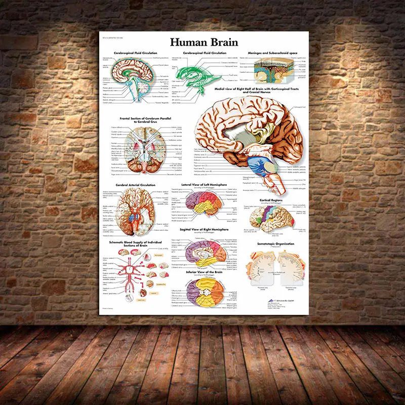 Human Body Poster Brain Structure Diagram Canvas Painting Wall Art ...