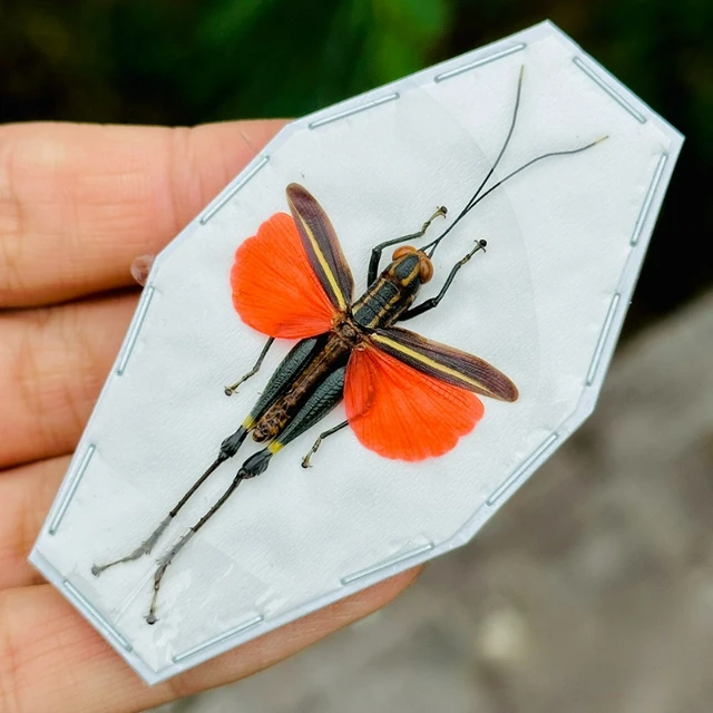 Insects In The Tropical Rainforest