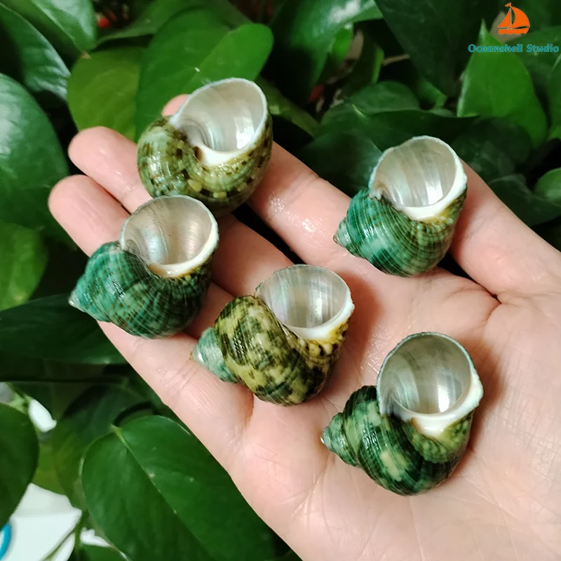 5 PCS Green Stenuous Turbo Shells Natural Hermit Crab Shells Ocean ...