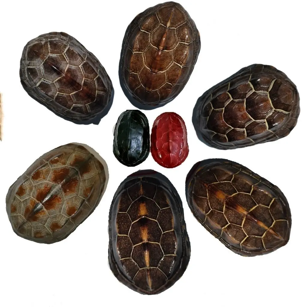Real-Turtle-Shell-Divination-Ornaments-Natural-Cultural-Games-Complete ...