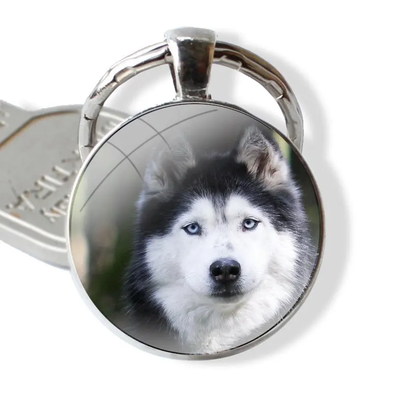 Silver Alaskan Malamute