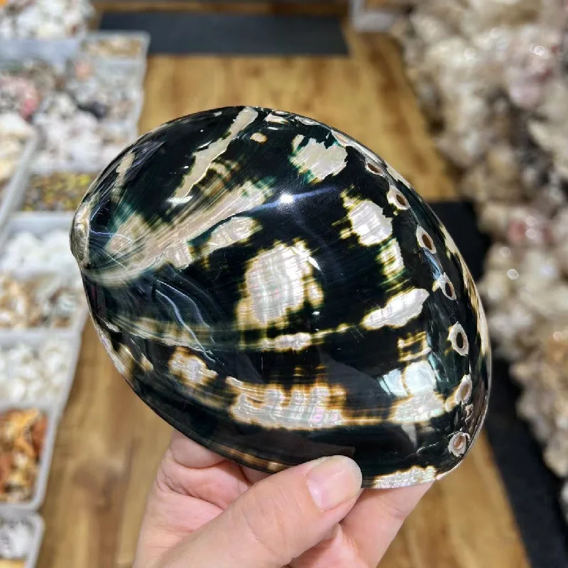 Black-Polished-Abalone-shells-Natural-Mother-of-Pearl-Shell-Craft-Conch ...