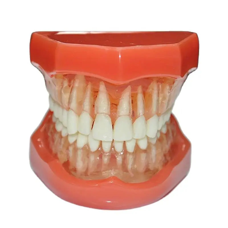 M7005-Soft-gum-with-removable-teeth-full-hinge-Dental-Training-Practice-Teeth-Model.jpg