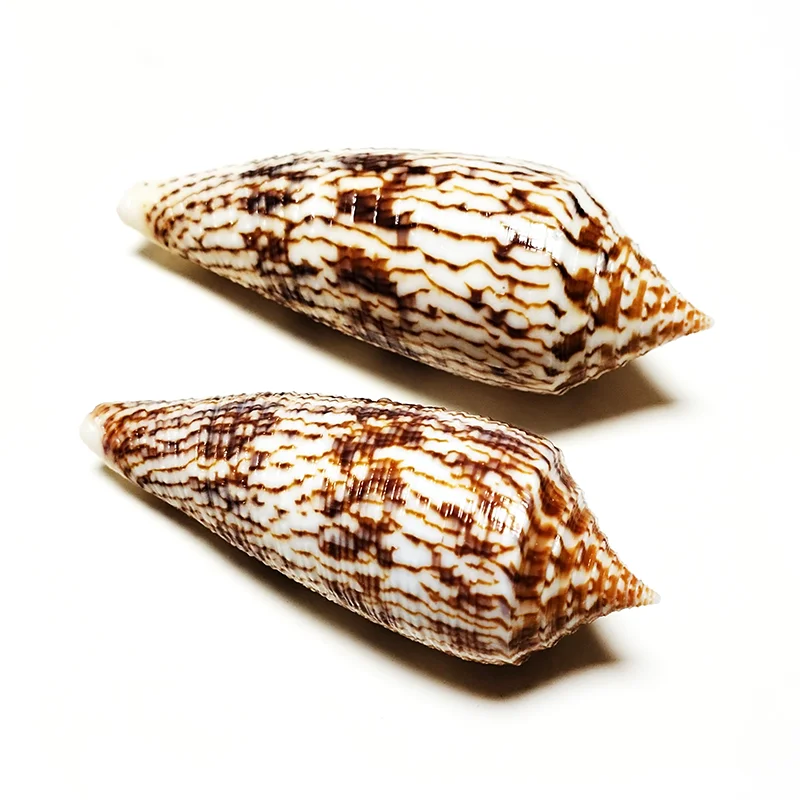 2-PC-Conus-Australis-Sea-Shells-Brown-Natural-Cone-Shell-for-DIY-Craft ...