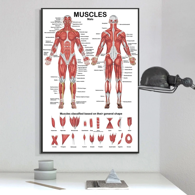 Muscle Diagram Front And Back