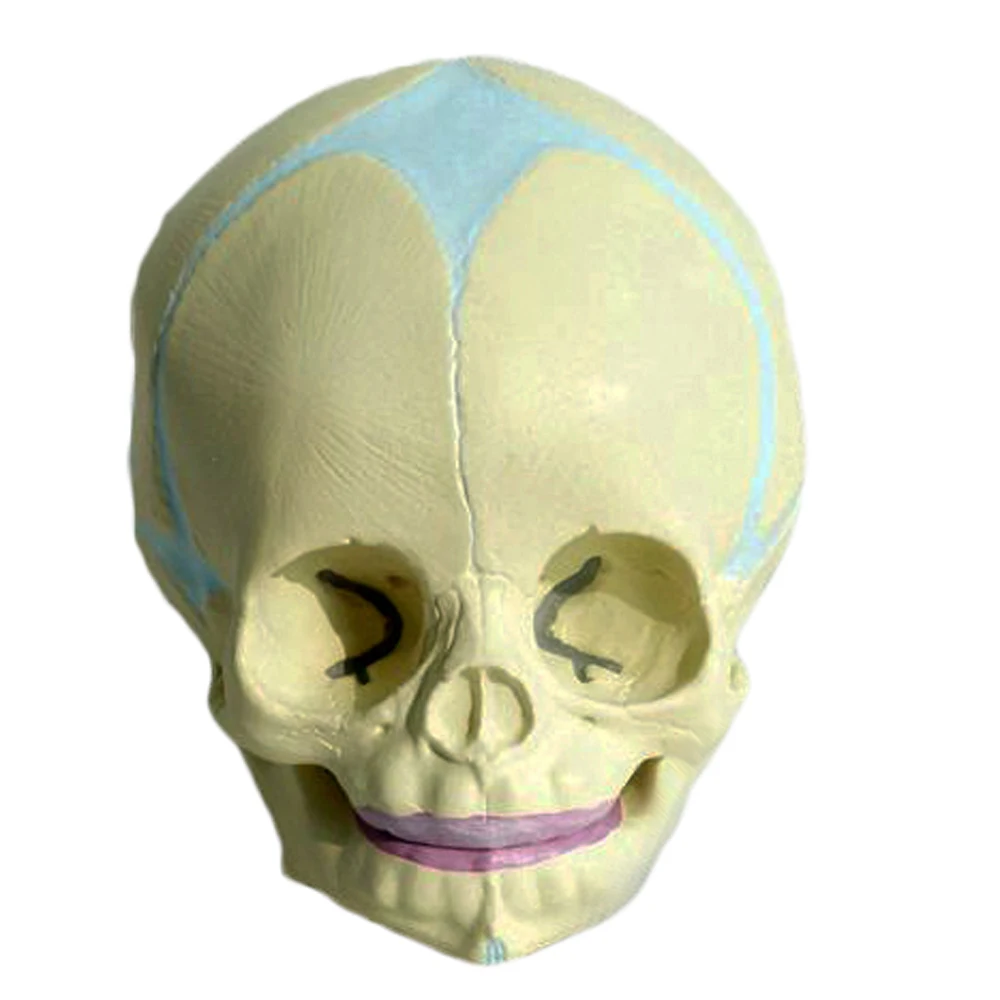 Infant-Skull-Head-Fetal-Newborn-Infant-Model-Human-Medical-Teaching ...