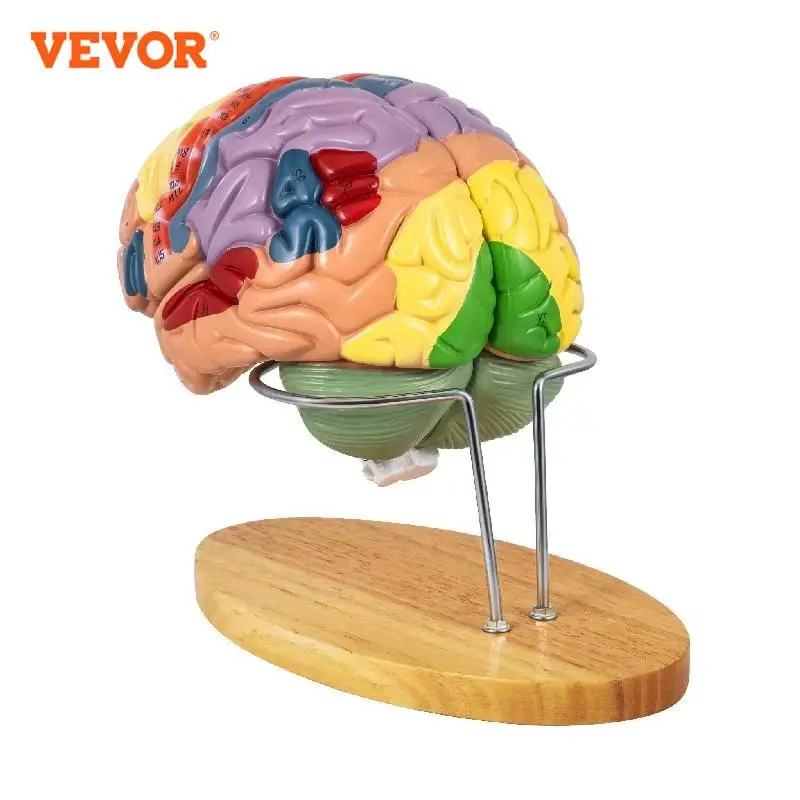 VEVOR-modelo-de-anatom-a-del-cerebro-humano-4-partes-con-etiquetas-y ...