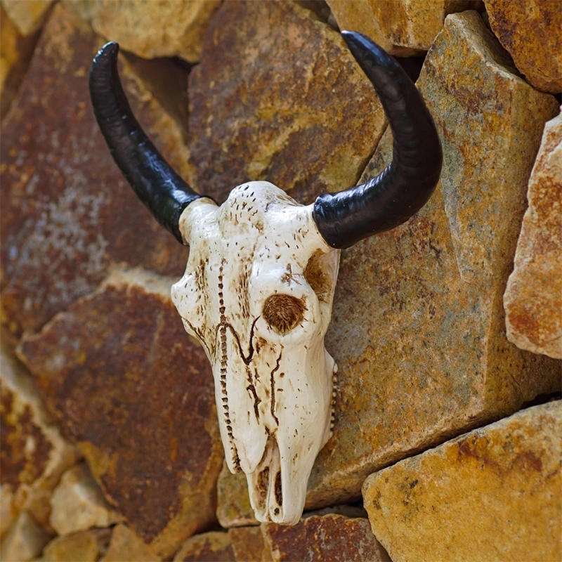 Longhorn Cattle Skull
