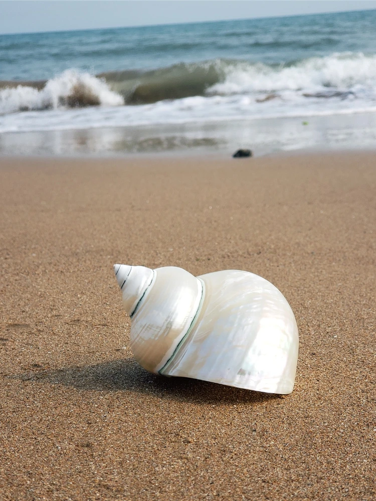 Large Sea Shells