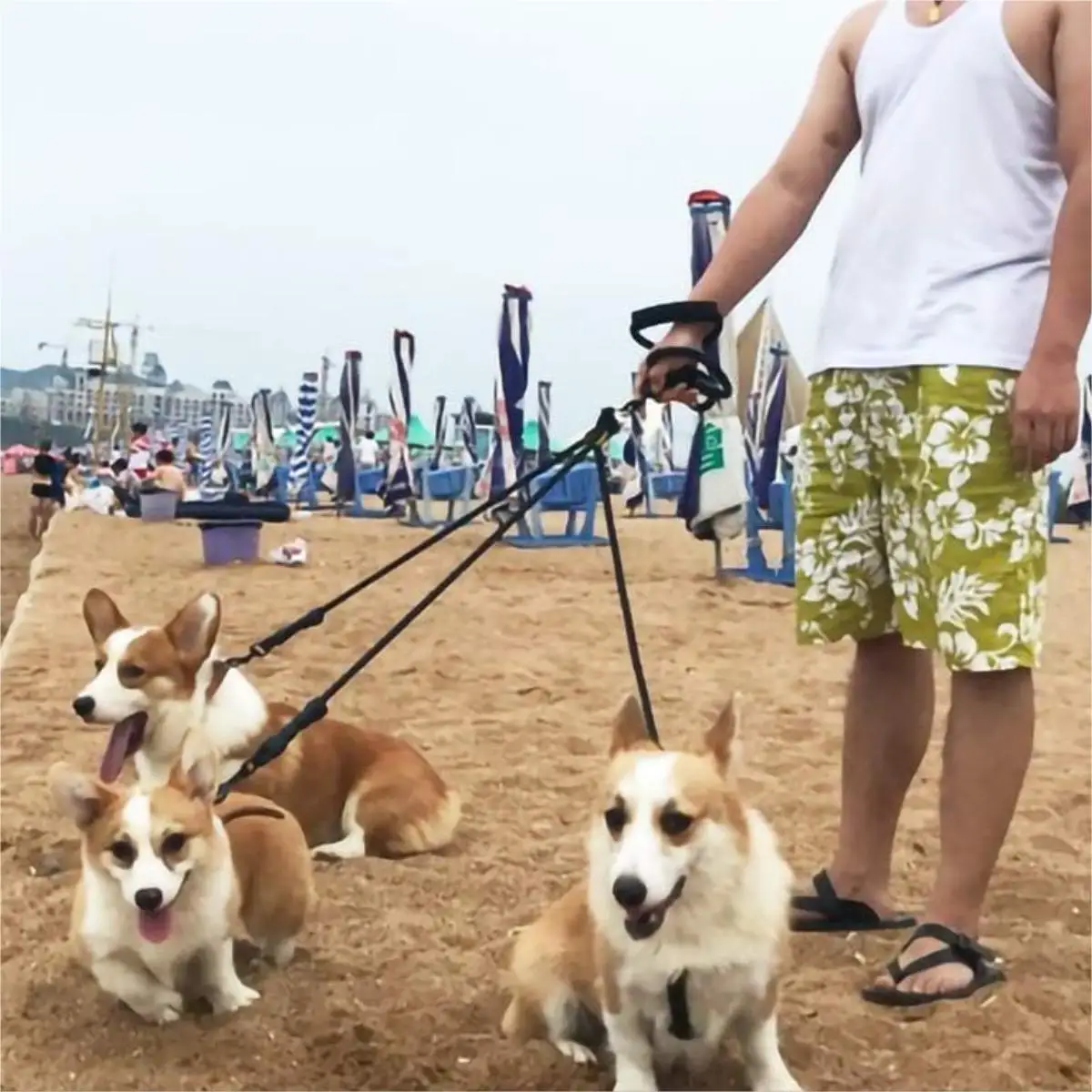 4-way-leash-detachable-unentangled-multiple-leashes-comfort-handle ...